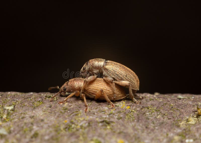Close-up View of Two Small Weevil Insects in the Process of Mating ...