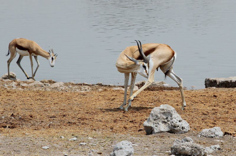 Close-up View of Two Springboks by the River on a Sunny Day Stock Photo ...