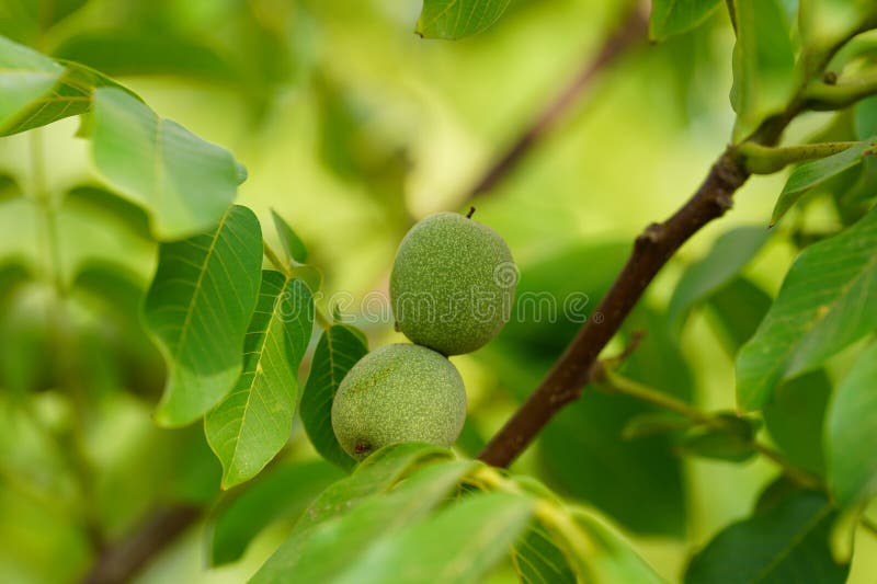 Close Up View of Two Walnuts in a Tree on Green Background. Stock Photo ...