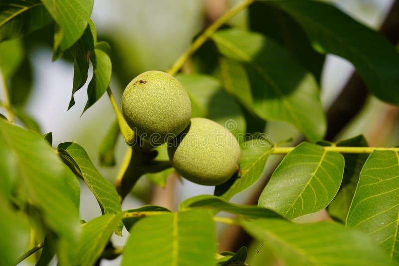Close Up View of Two Walnuts in a Tree on Green Background. Stock Photo ...