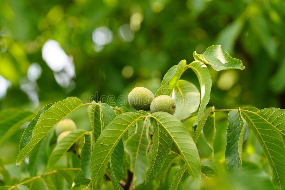 Close Up View of Two Walnuts in a Tree on Green Background. Stock Image ...