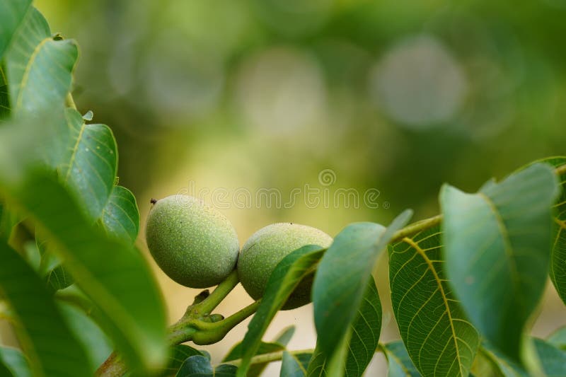 Close Up View of Two Walnuts in a Tree on Green Background. Stock Photo ...