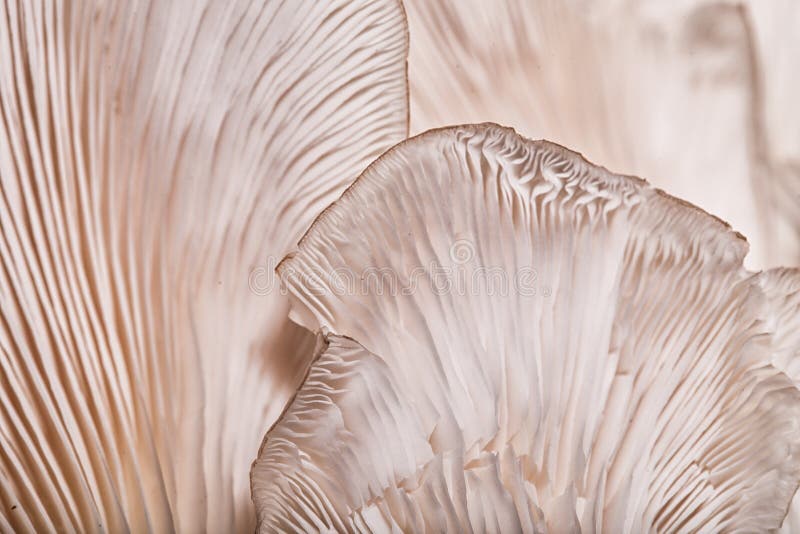 Patterns on a mushroom stock photo. Image of head, beautiful - 126196494