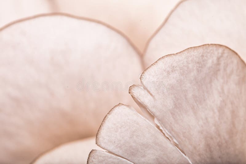 Patterns on a mushroom stock image. Image of galichnik - 126197139