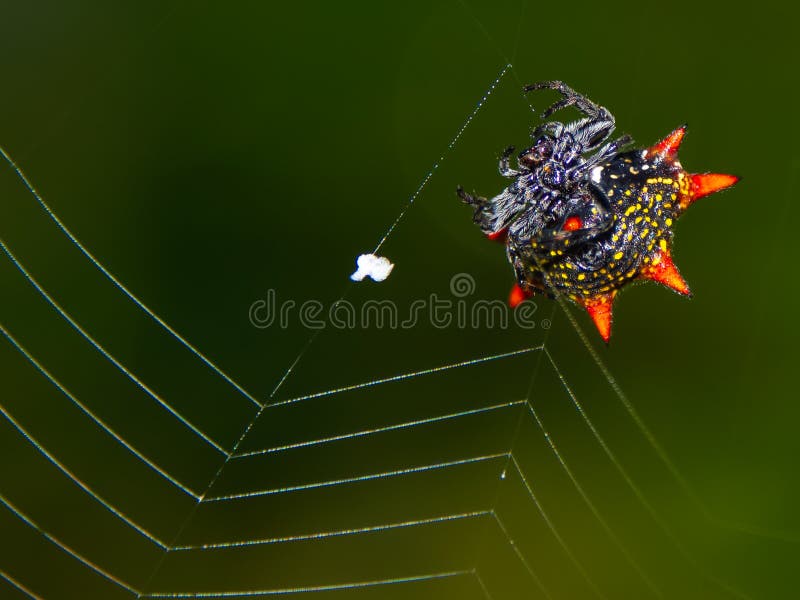 Spider at work stock photo. Image of arachnid, fang, prey - 3875622