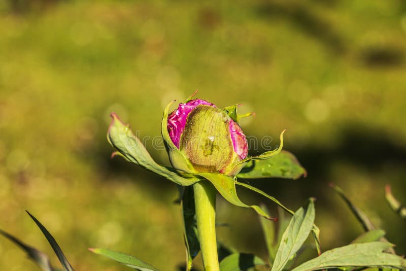 Close-up View of Unfolding Red Peony Bud with Raindrops on Spring Day ...