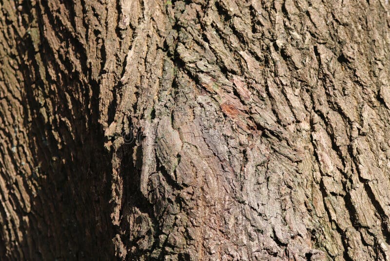 Close Up at Very Detailed Tree Bark Texture in High Resolution Stock ...