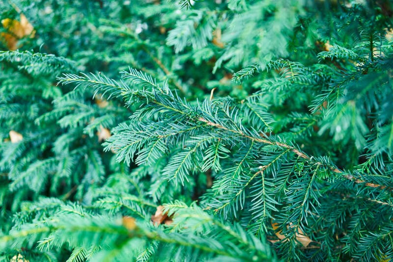 Close-up View of Vibrant Evergreen Yew Branches Showcasing Nature ...