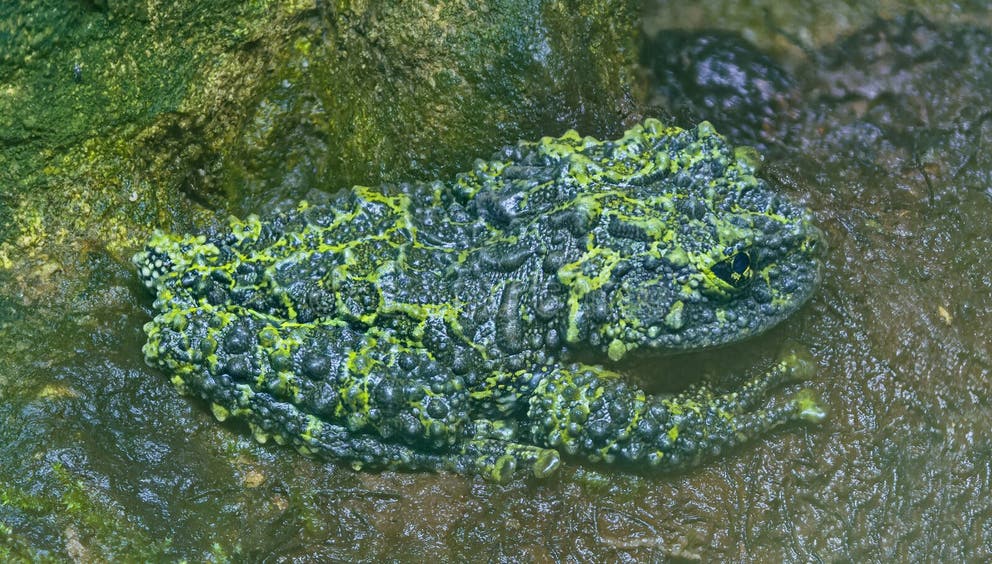 Close-up View of a Vietnamese Mossy Frog Stock Photo - Image of frog ...