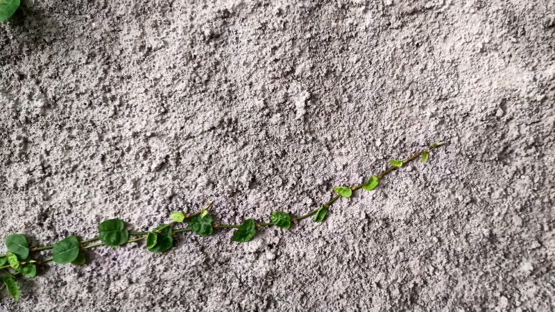 Close Up View of Vines on the Wall Stock Image - Image of climbing ...
