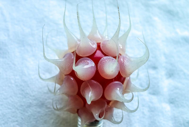 Close Up View at a Virus Light Bulb on Wood and White Backgrounds Stock ...