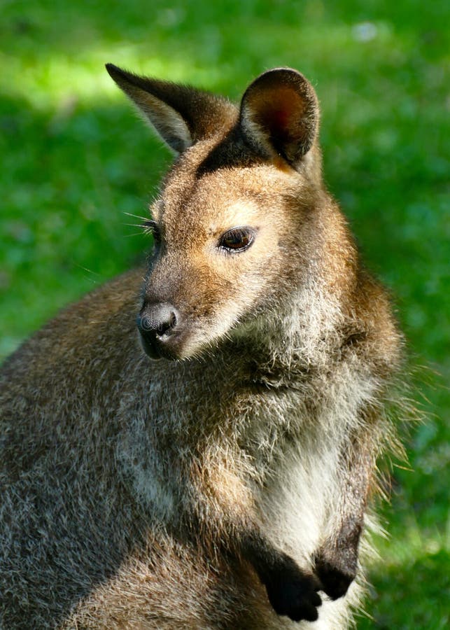 Portrait of a Wallaby Kangaroo Stock Photo - Image of wallaby, hairs ...