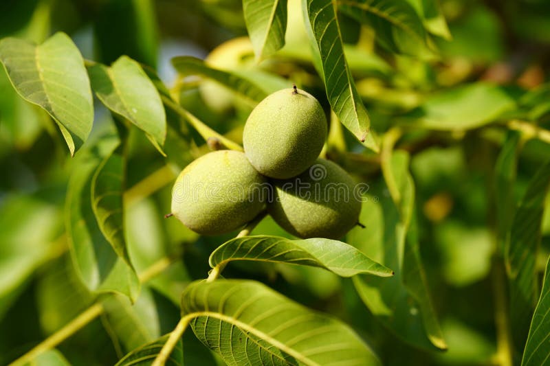 Close Up View of Walnuts in a Tree on Green Background. Stock Image ...