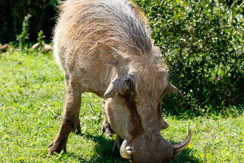 Close Up View of a Warthog - Pumba Stock Image - Image of safari ...