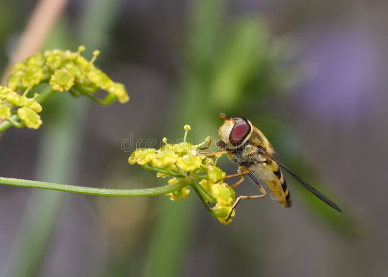 A Close-up View of a Wasp Fly Eating Nectar on a Wildflower in Summer ...