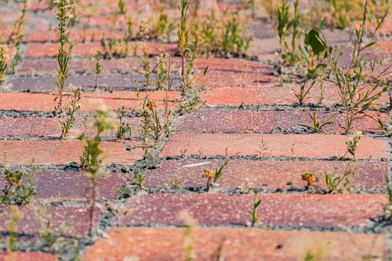 Close-up View of a Weathered Brick Path with Grown Plants, Moss or ...