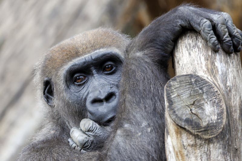 Close up view of a Gorilla stock photo. Image of gorilla - 262519464