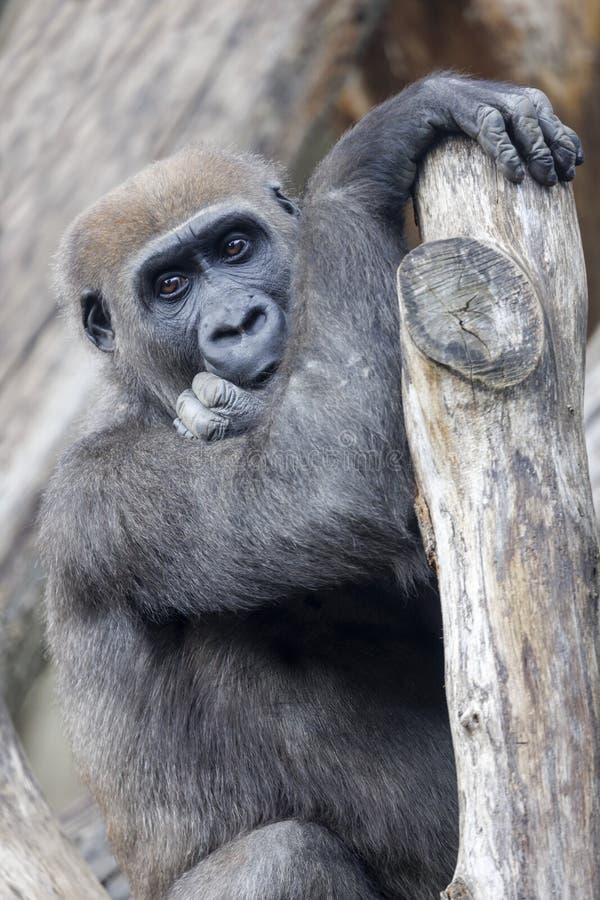 Close up view of a Gorilla stock image. Image of species - 262519499