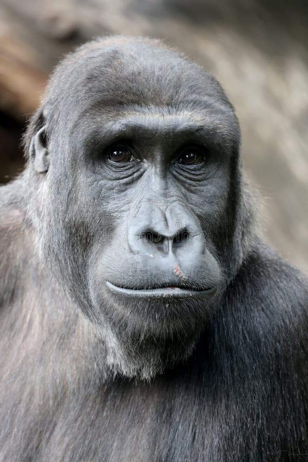 Close up view of a Gorilla stock image. Image of strong - 262519527