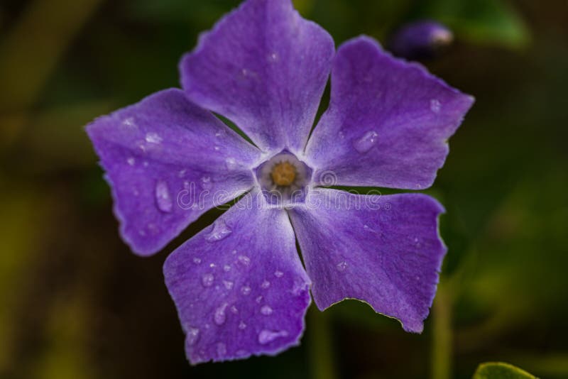 Close-up View of a Wet Greater Periwinkle Flower Blooming in the ...