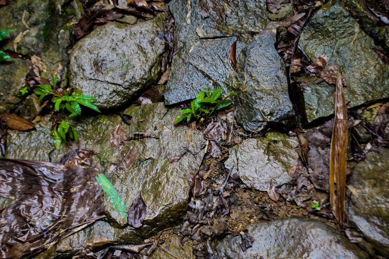 Close-up View of the Wet Stone Texture from the Rain Stock Photo ...
