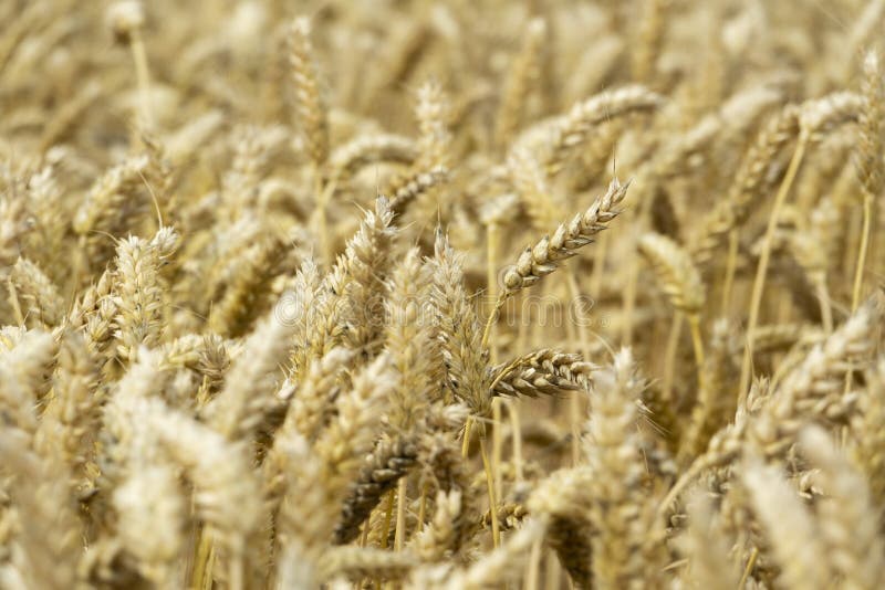 Close Up View of a Wheat Field Stock Photo - Image of cereal, grain ...