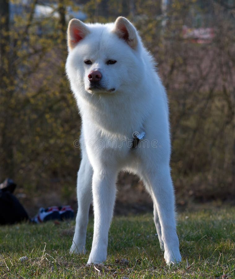Close-up View of a White Akita on the Grass Under the Sunlight Stock ...