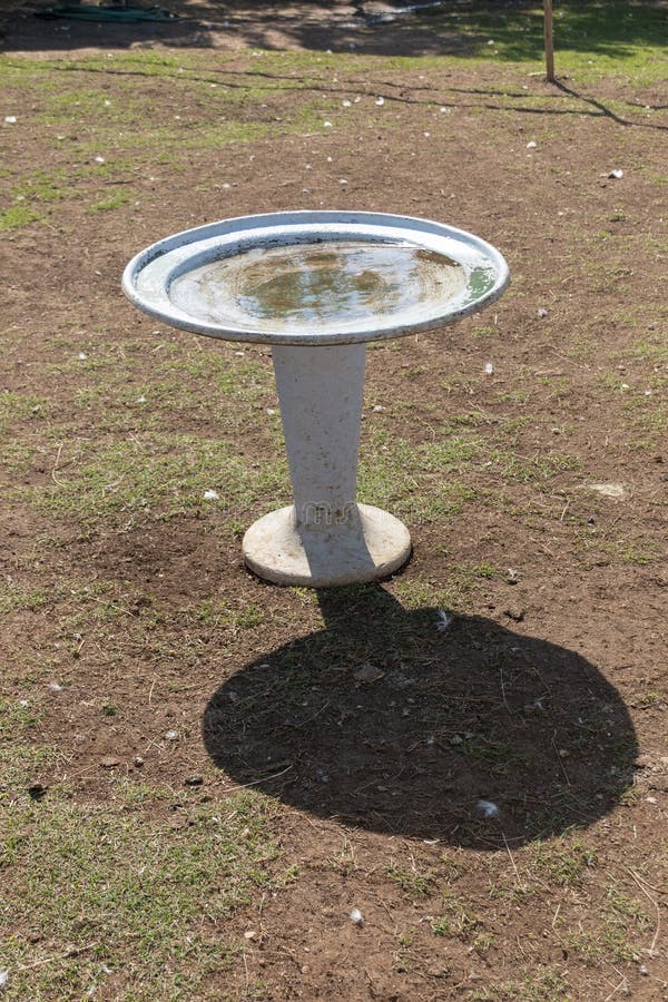 A Bird Bath stock photo. Image of drinking, full, hight - 159674600