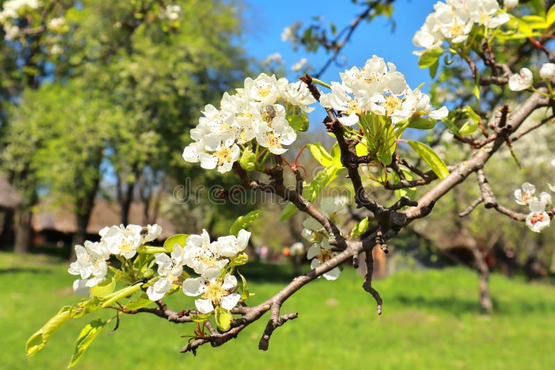 Close Up View of White Blooming Apple Tree in Spring Time Stock Image ...