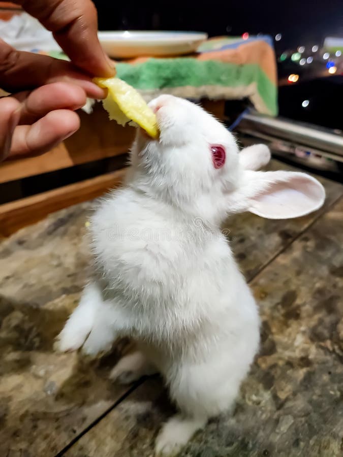 Bunny Eating White Background Stock Photo - Image of portrait, eating ...