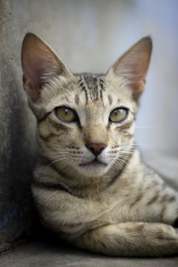 The Close Up View of White Cat with Grey Lines Stock Image - Image of ...