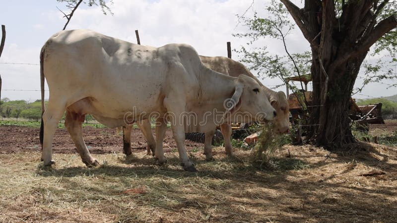 Close-up of Cows Standing Together in a Farm Setting, Showing Their ...