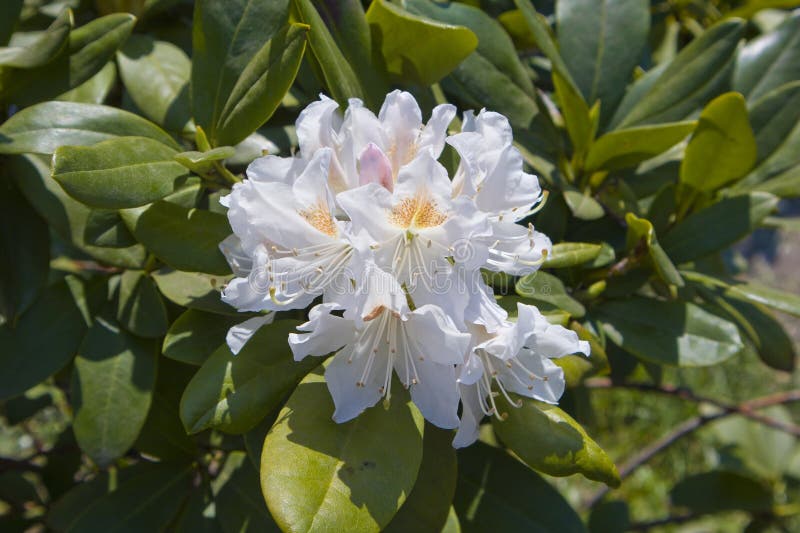 White Rhododendron Azalea Flowers on Bush with Evergreen Leaves. White ...