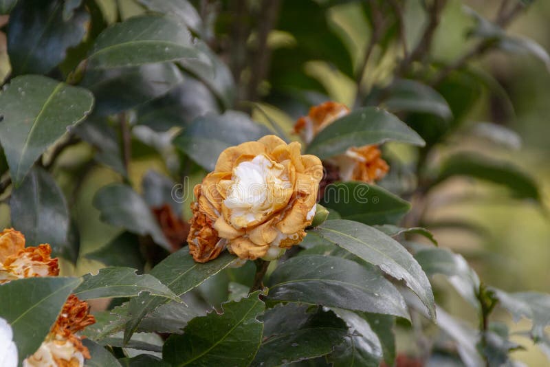 White Roses on a Tree stock image. Image of daylight - 126689229