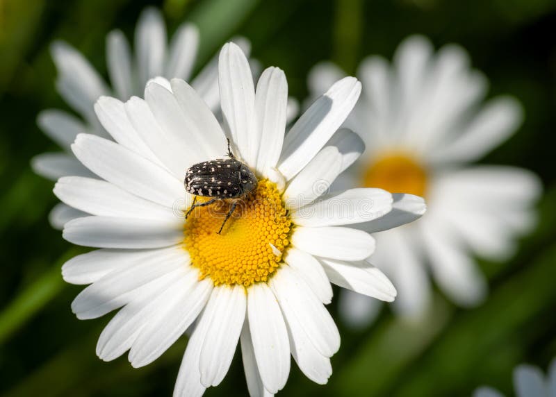 The Closeup of White Spotted Rose Beetle Perched on the Daisy Flower ...