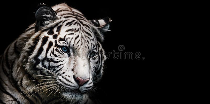 Close-up View of a White Tiger or Bleached Tiger. Low-key Lighting View ...