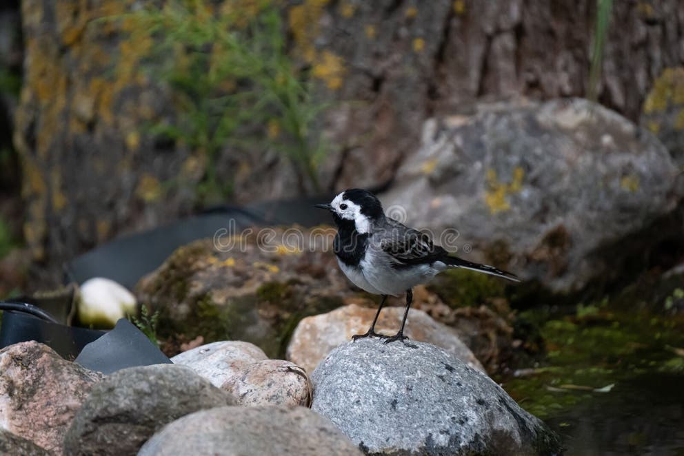 Close-up View of a White Wagtail Perching on a Stone by the Water Stock ...