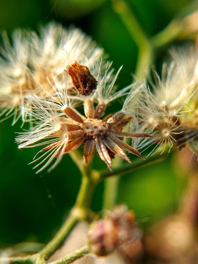 Close-up View White Weed Pollen on Grass Stock Image - Image of weed ...