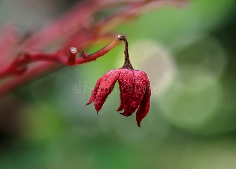 Whithered Clerodendrum Flower Stock Photos - Free & Royalty-Free Stock ...