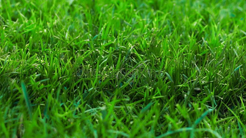 Close Up View of Wild Grass Texture Abstract Green Landscape Stock ...