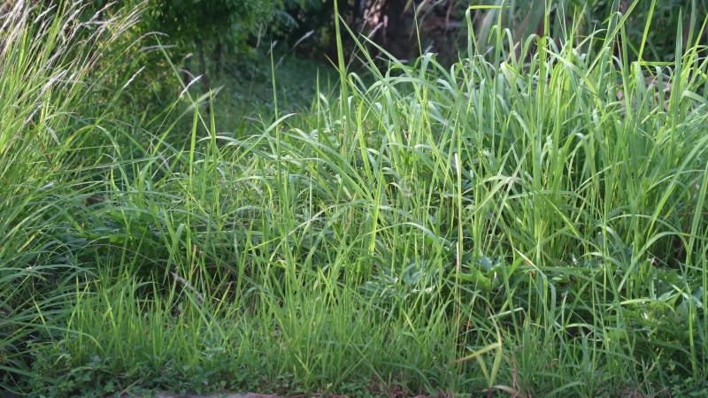 Close-up View of the Wind Waving the Grass Stock Video - Video of ...