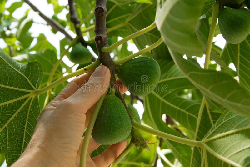 Close Up View of Woman Hand Collects Figs from the Tree Stock Photo ...