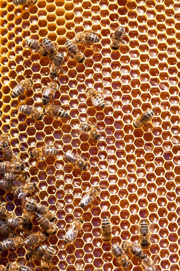 Close Up View of the Working Bees Stock Image - Image of macro, beehive ...
