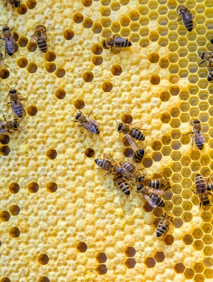 Close Up View of the Working Bees on Honey Cells Stock Photo - Image of ...