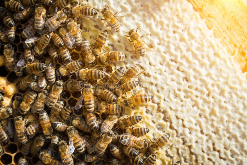 983 Bees Teamwork Photos - Free & Royalty-Free Stock Photos from Dreamstime