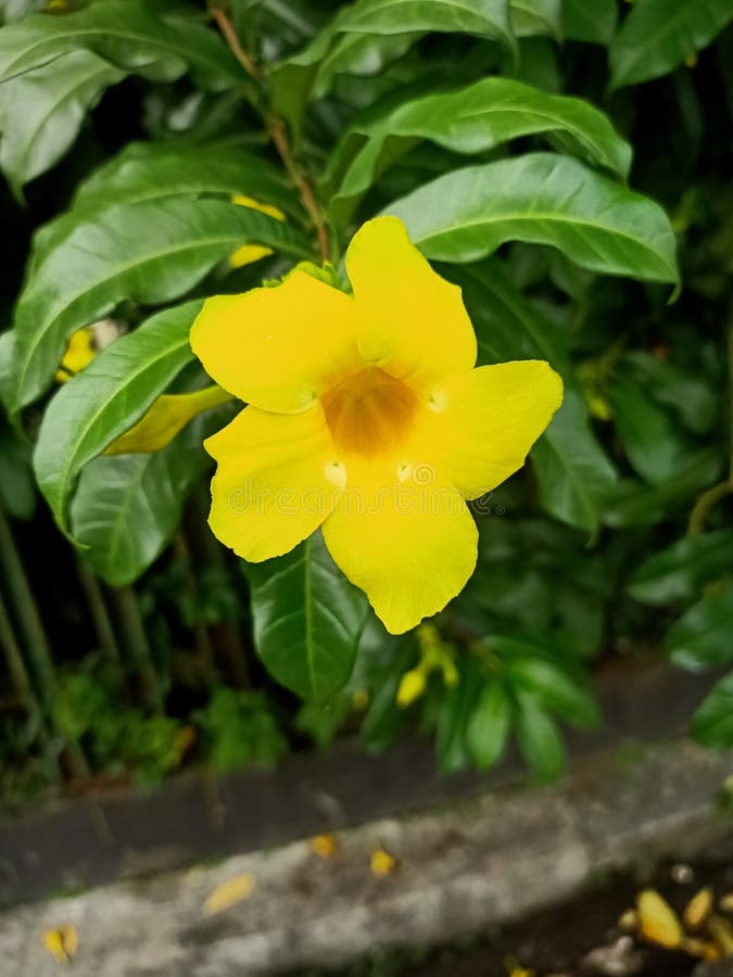 Close Up View of Yellow Allamanda Plant Stock Image - Image of plant ...