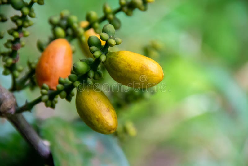 Close Up View of the Yellow Gnetum Gnemon Fruit Stock Photo - Image of ...