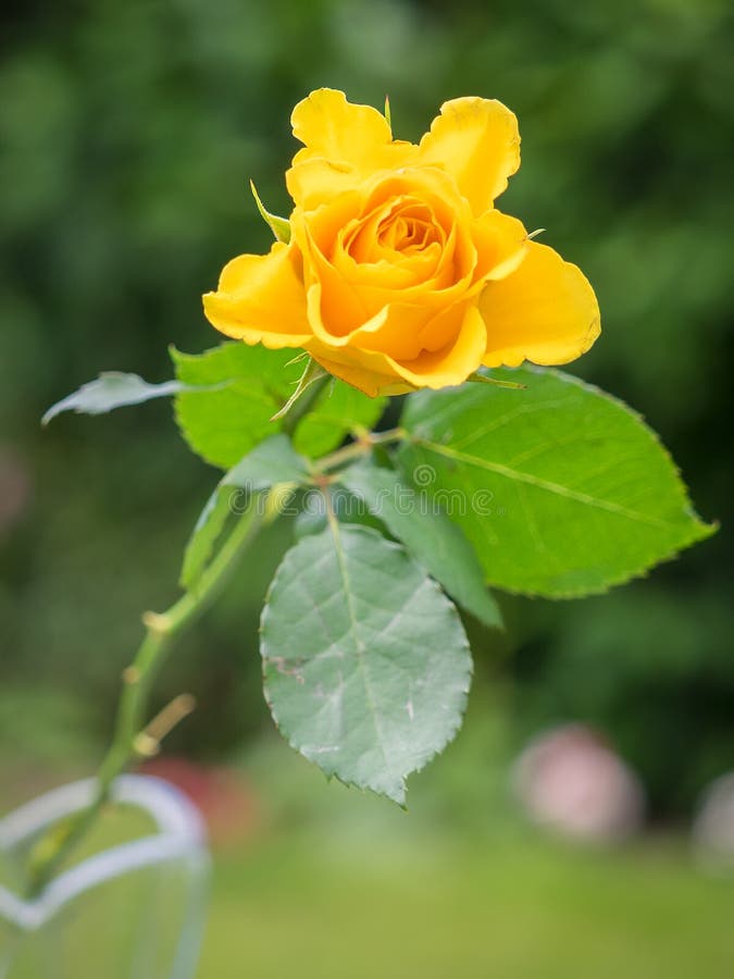 Close-up View of a Yellow Rose Stock Image - Image of colourful, yellow ...