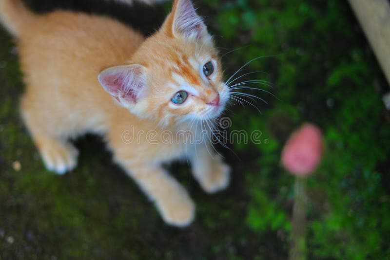 Yellow Kitten in the Backyard Stock Photo - Image of domestic, embrace ...