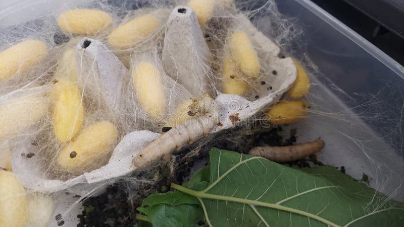 Silkworm Cocoons and Larva Spinning Silk Thread in Plastic Container ...
